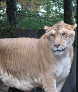 The Liger – Meet the World Largest Cat