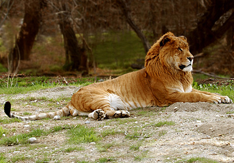 Interesting Liger Facts – The Liger